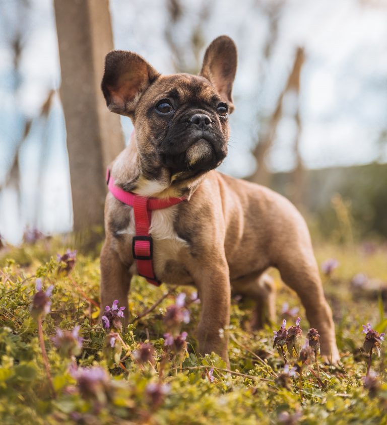 Französische Bulldogge: Ein liebevoller Begleiter mit Charme & Charakter