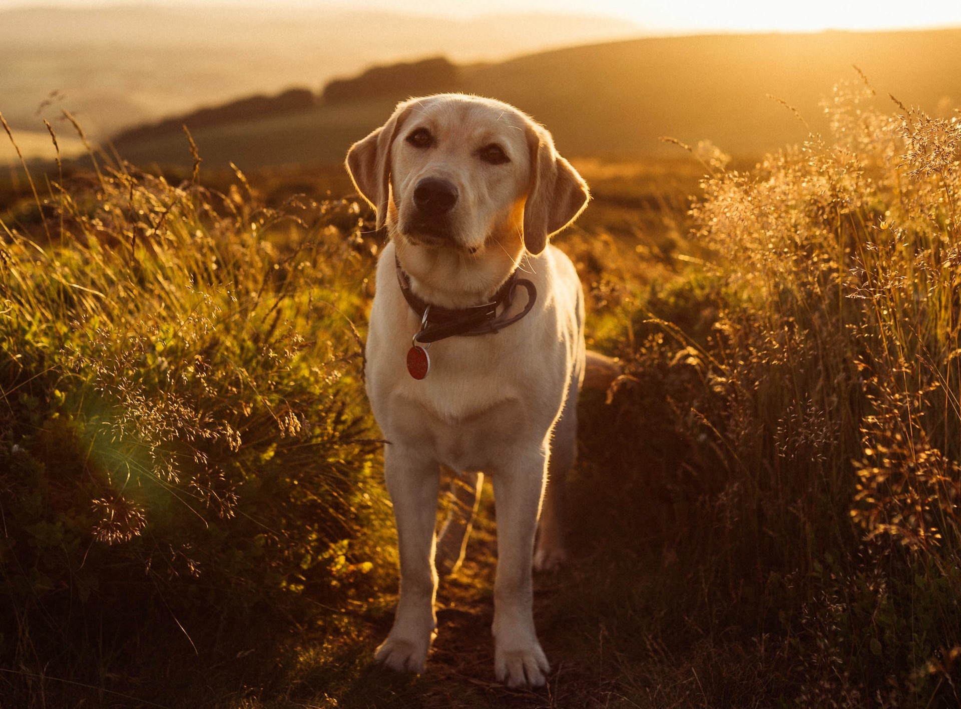 Rasseportrait: Labrador