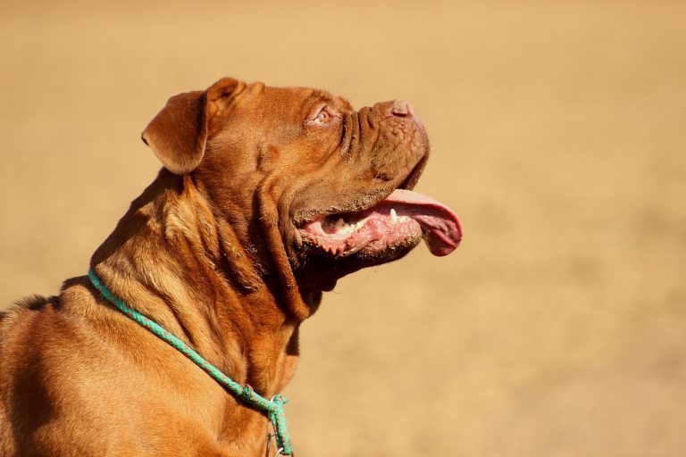 Molosser: Kraftpakete der Hundewelt